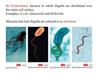 Bacterial cytology flagella, fimbriae and pilli | PPTX