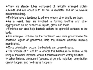 Bacterial cytology flagella, fimbriae and pilli | PPT