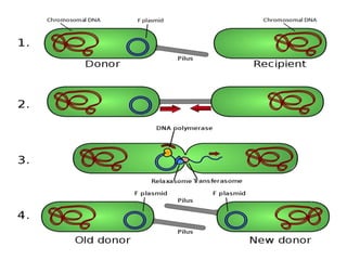 Bacterial cytology flagella, fimbriae and pilli | PPT