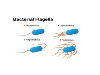 Bacterial cytology flagella, fimbriae and pilli | PPT