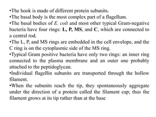 Bacterial cytology flagella, fimbriae and pilli | PPT
