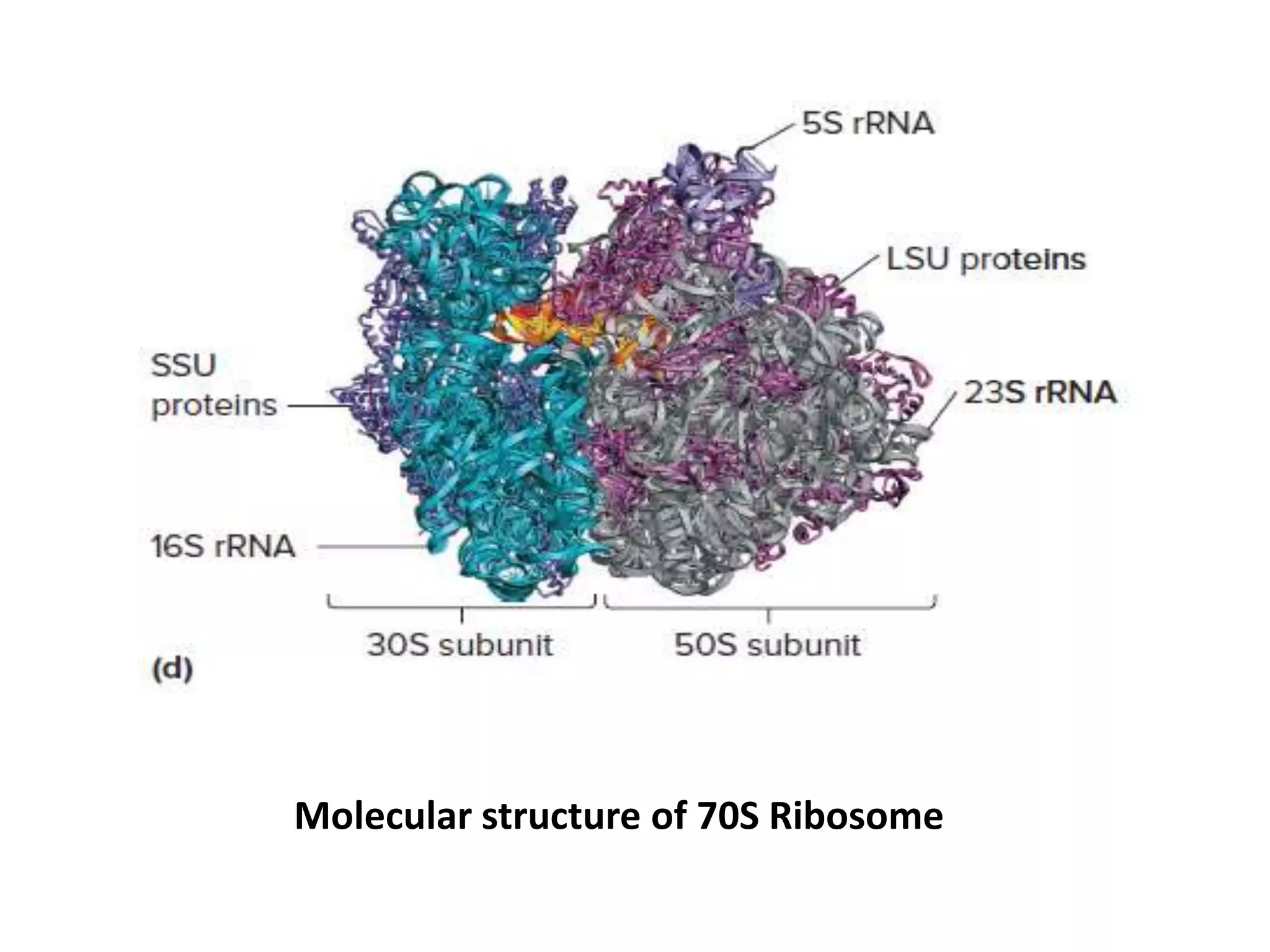 Bacterial cytology ribosomes, chromosomal and extrachromosomal material ...