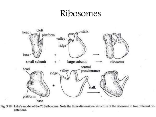 Bacterial cytology ribosomes, chromosomal and extrachromosomal material ...