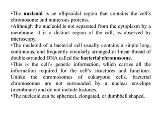 Bacterial cytology ribosomes, chromosomal and extrachromosomal material ...