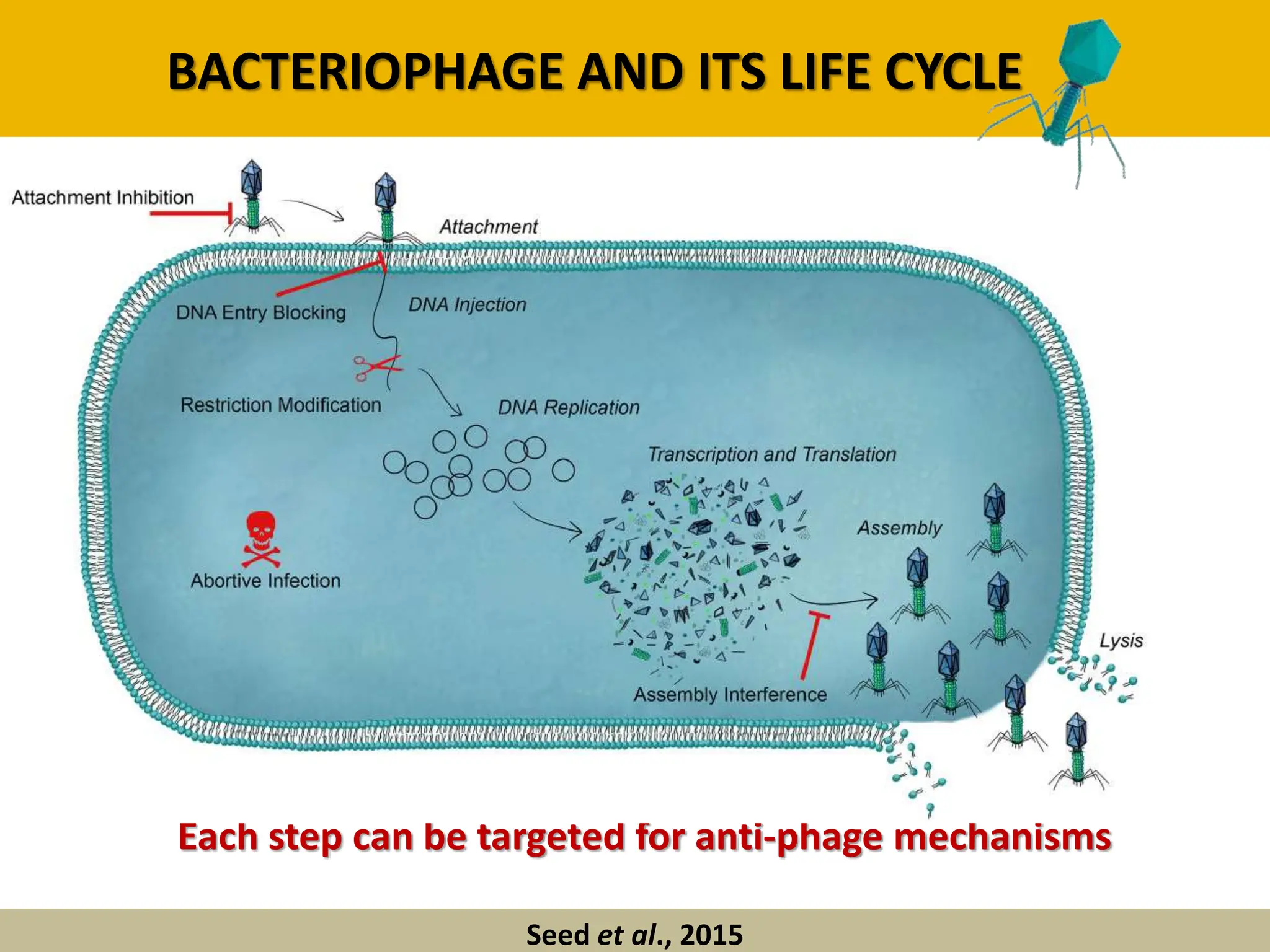 BACTERIAL DEFENSE SYSTEM by Dr. Chayanika Das | PPTX
