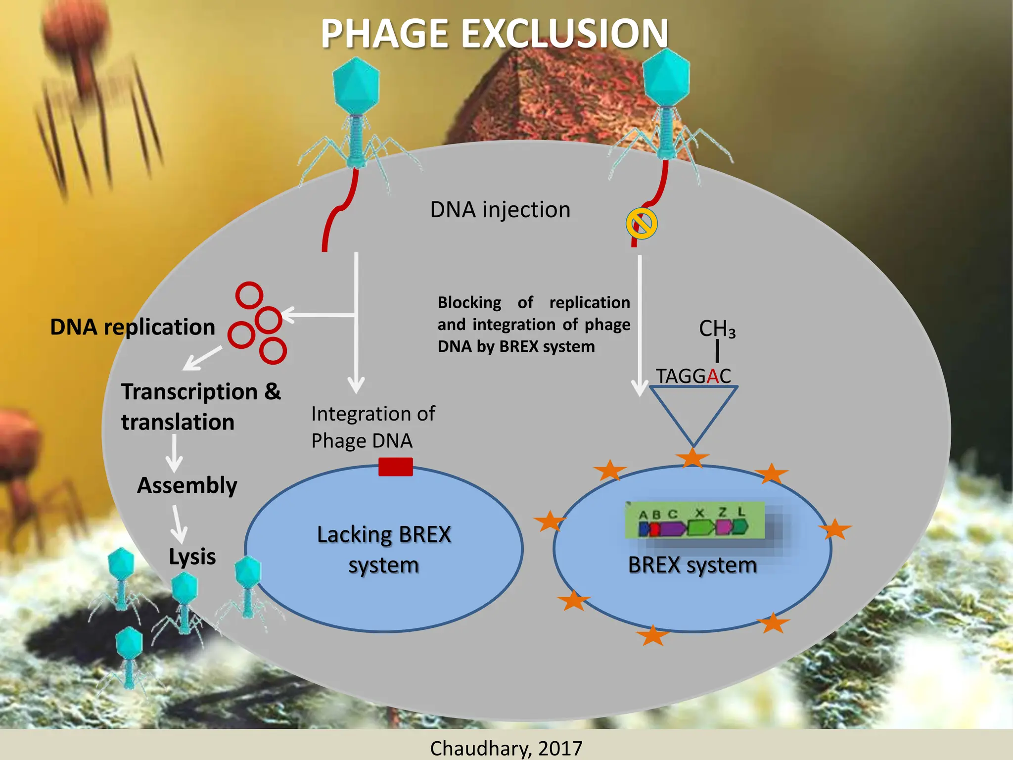 BACTERIAL DEFENSE SYSTEM by Dr. Chayanika Das | PPTX