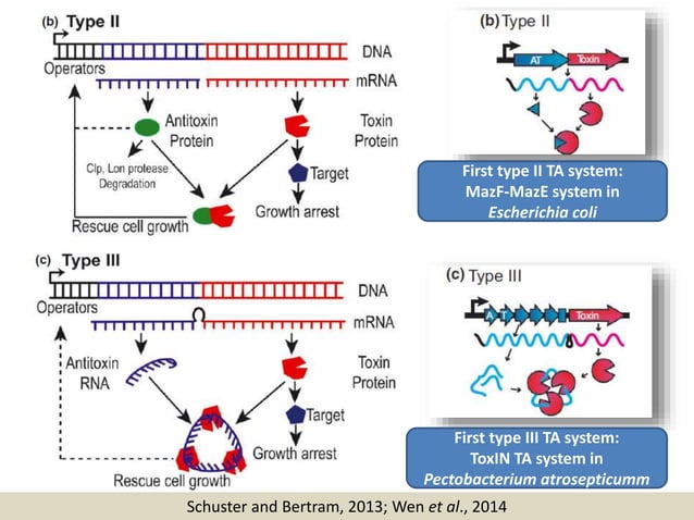 BACTERIAL DEFENSE SYSTEM by Dr. Chayanika Das | PPT