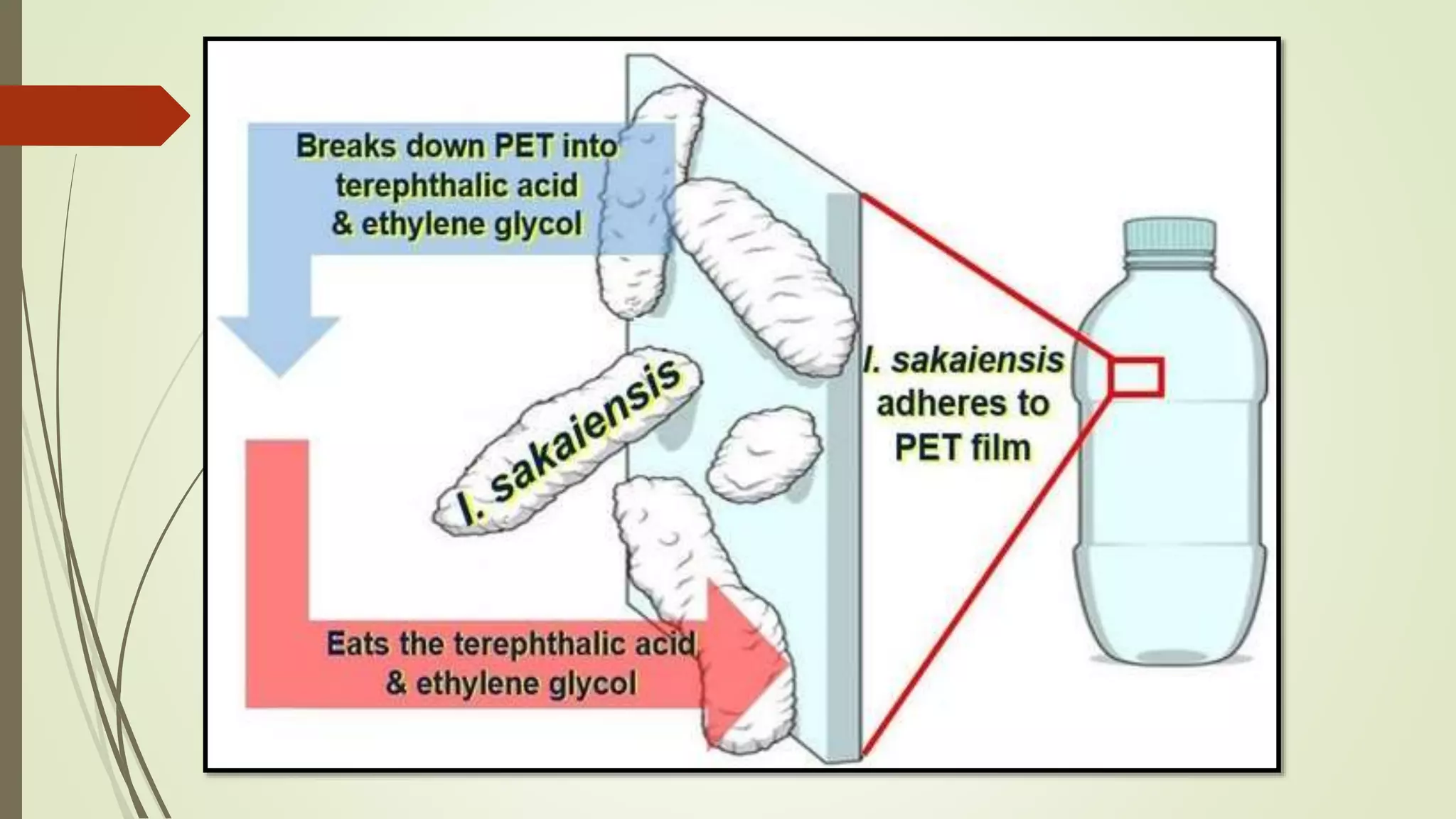 Bacterial degradation of pet | PPTX