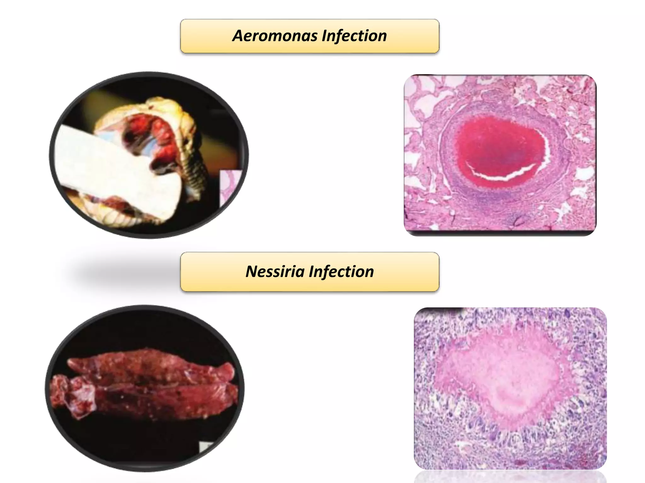 Bacterial diseaes of reptiles | PPTX