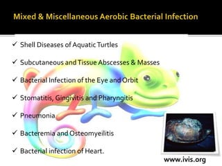 Bacterial diseaes of reptiles | PPT
