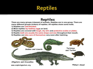 Bacterial diseaes of reptiles | PPT