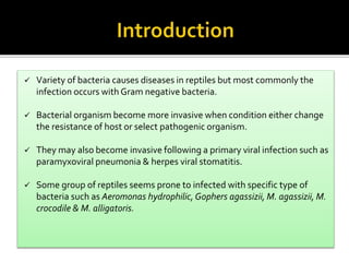 Bacterial diseaes of reptiles | PPT