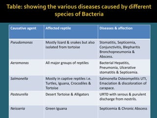 Bacterial diseaes of reptiles | PPT