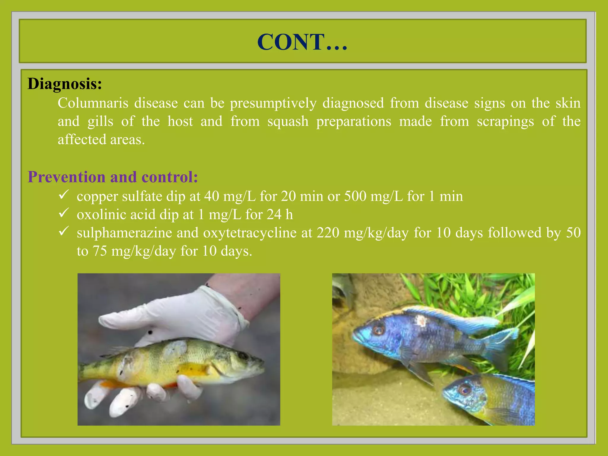 Bacterial disease in finfish and shellfish | PPTX