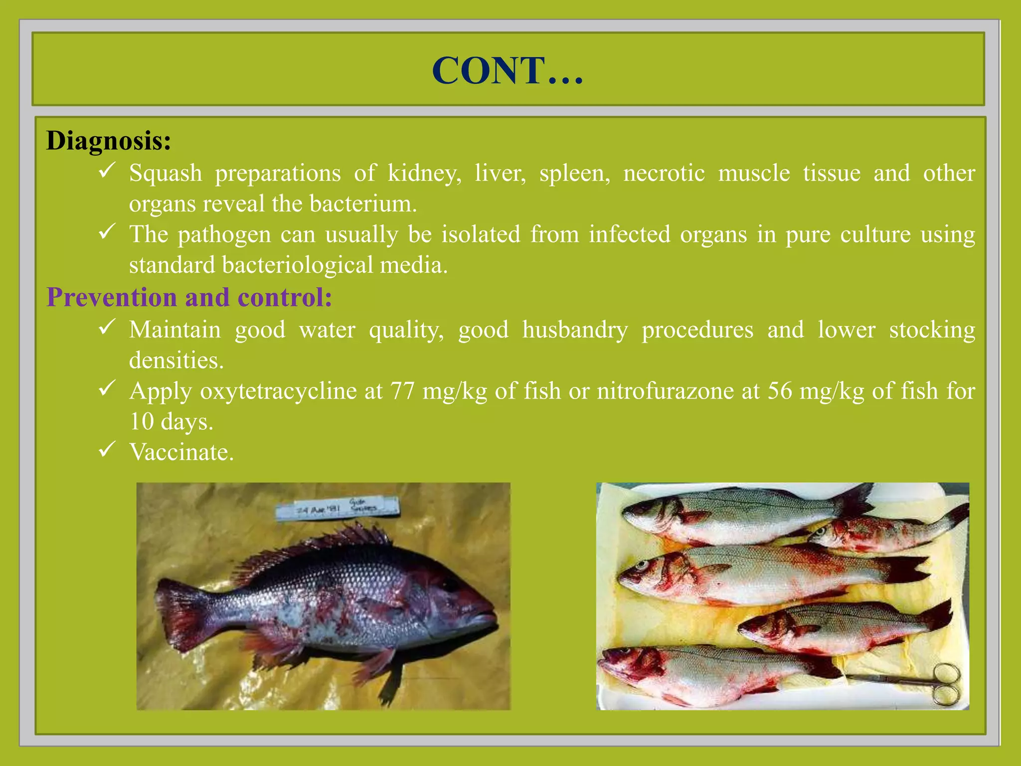 Bacterial disease in finfish and shellfish | PPTX