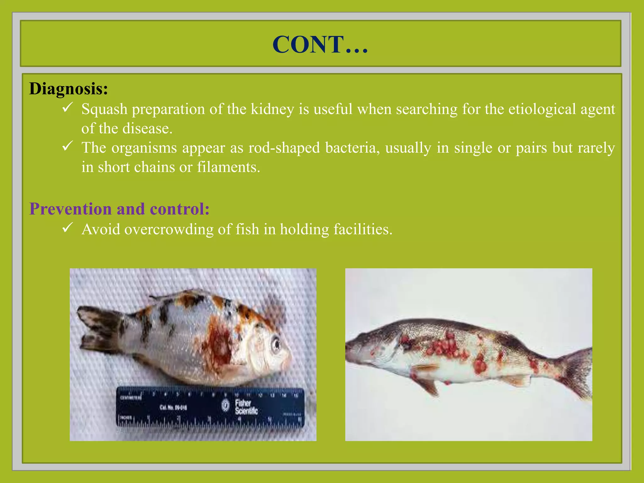 Bacterial disease in finfish and shellfish | PPTX