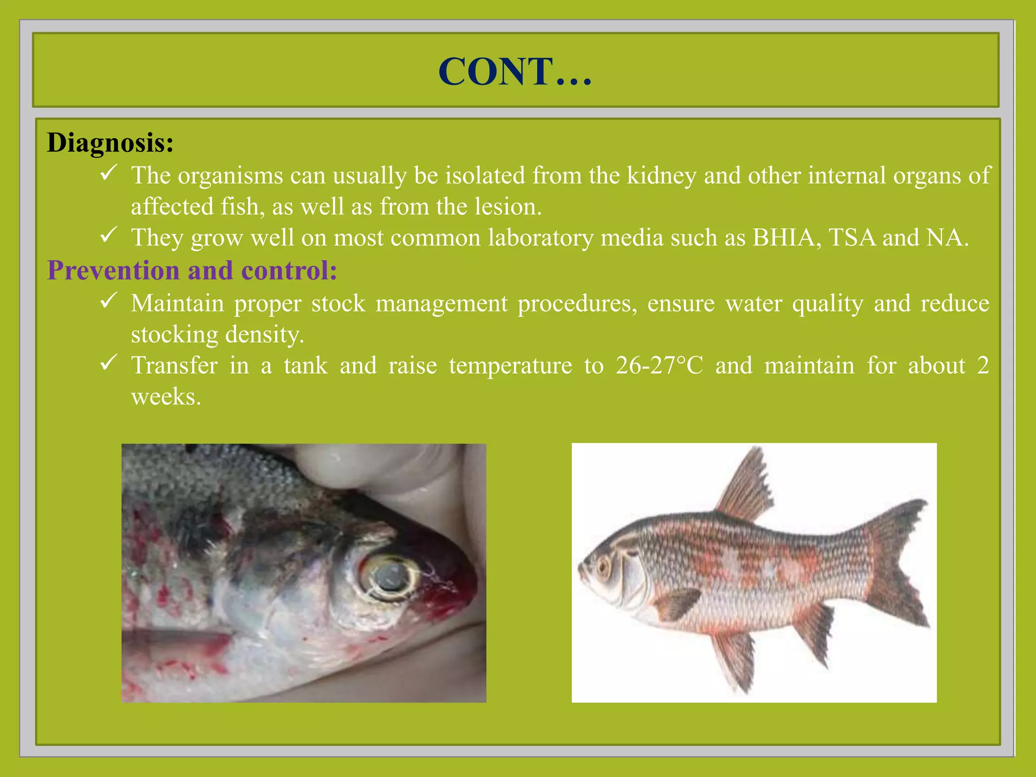 Bacterial disease in finfish and shellfish | PPTX