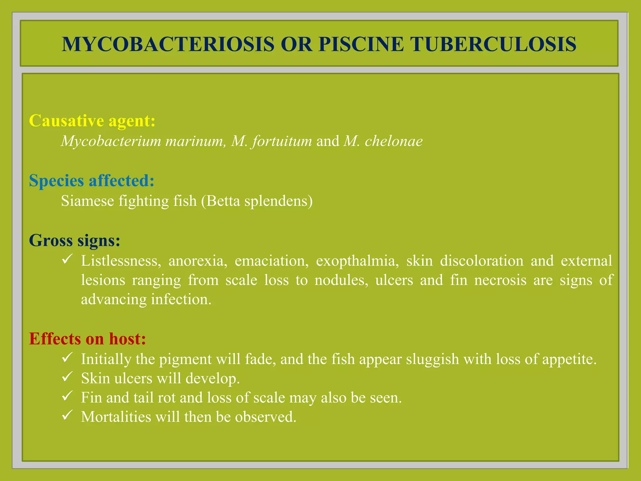 Bacterial disease in finfish and shellfish | PPTX
