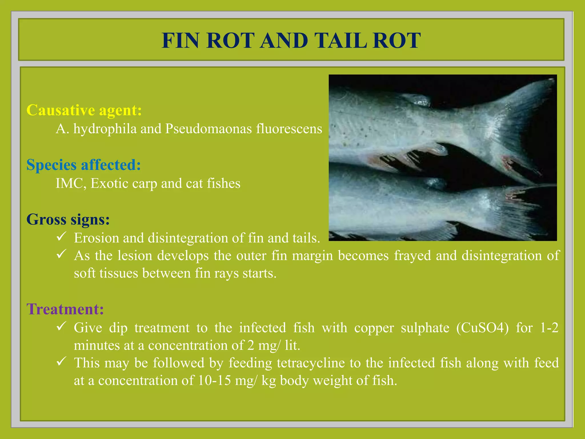 Bacterial disease in finfish and shellfish | PPTX