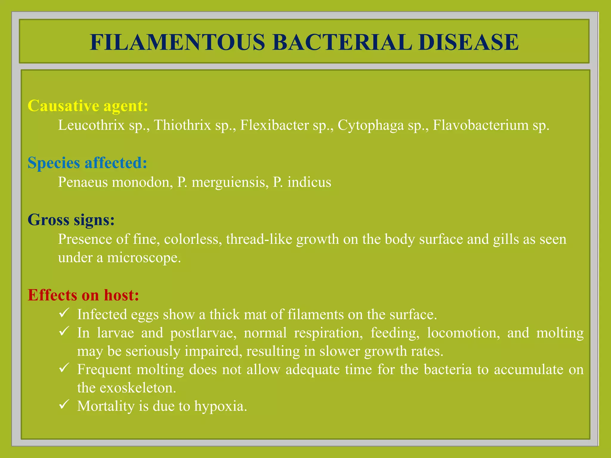 Bacterial disease in finfish and shellfish | PPTX
