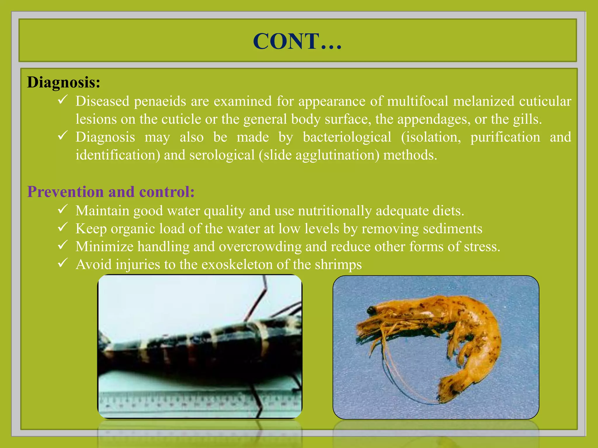 Bacterial disease in finfish and shellfish | PPTX