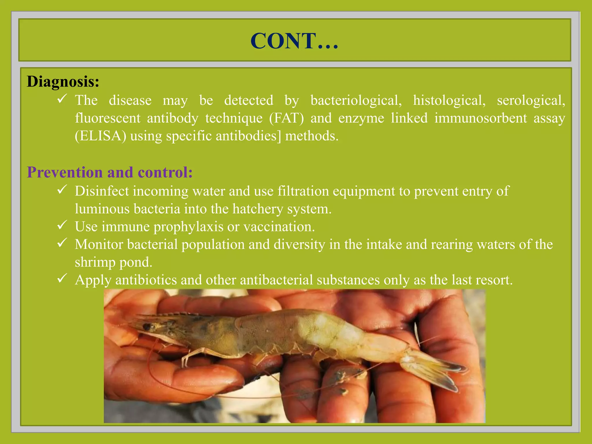 Bacterial disease in finfish and shellfish | PPTX