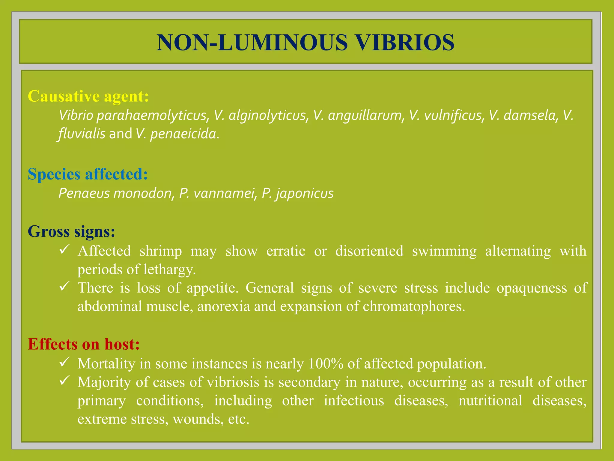 Bacterial disease in finfish and shellfish | PPTX