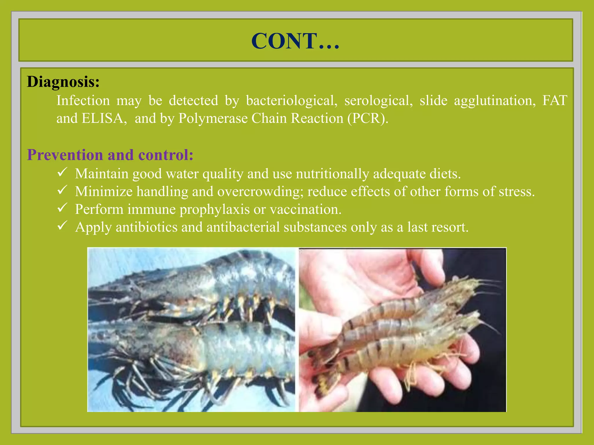 Bacterial disease in finfish and shellfish | PPTX