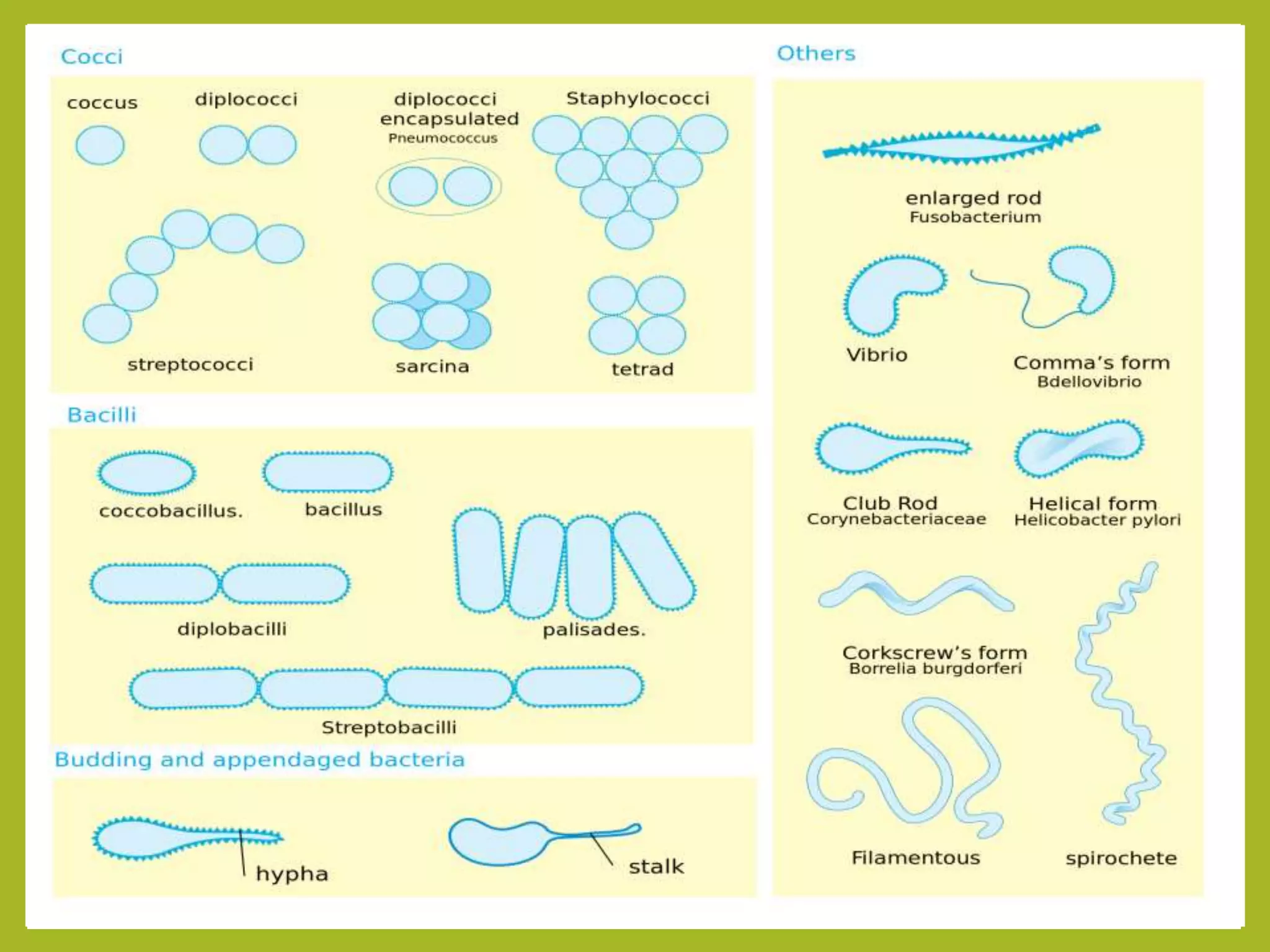Bacterial disease in finfish and shellfish | PPTX