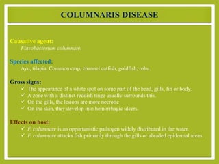 Bacterial disease in finfish and shellfish | PPTX