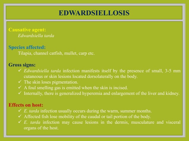 Bacterial disease in finfish and shellfish | PPTX | Infectious Diseases ...