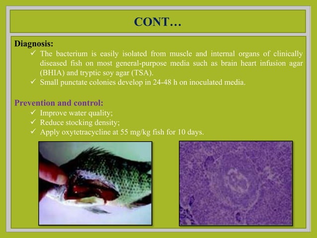 Bacterial disease in finfish and shellfish | PPTX | Infectious Diseases ...