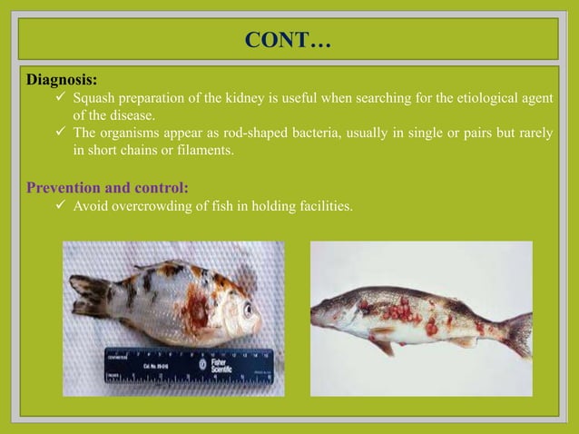 Bacterial disease in finfish and shellfish | PPTX | Infectious Diseases ...
