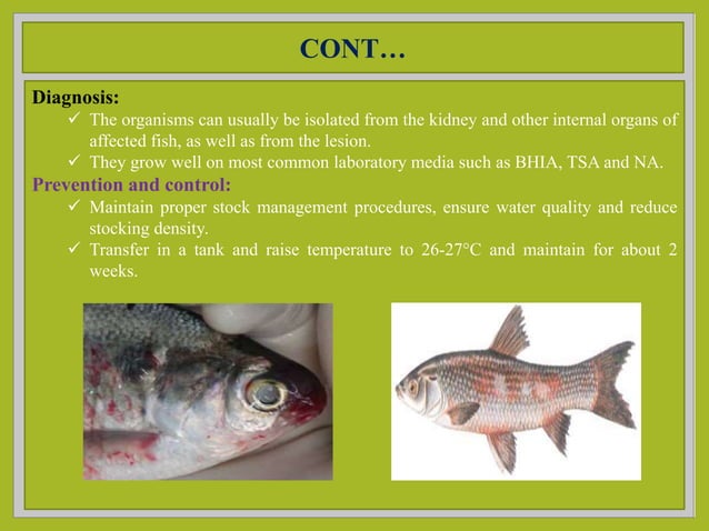 Bacterial disease in finfish and shellfish | PPTX | Infectious Diseases ...