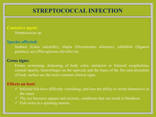 Bacterial disease in finfish and shellfish | PPTX | Infectious Diseases ...