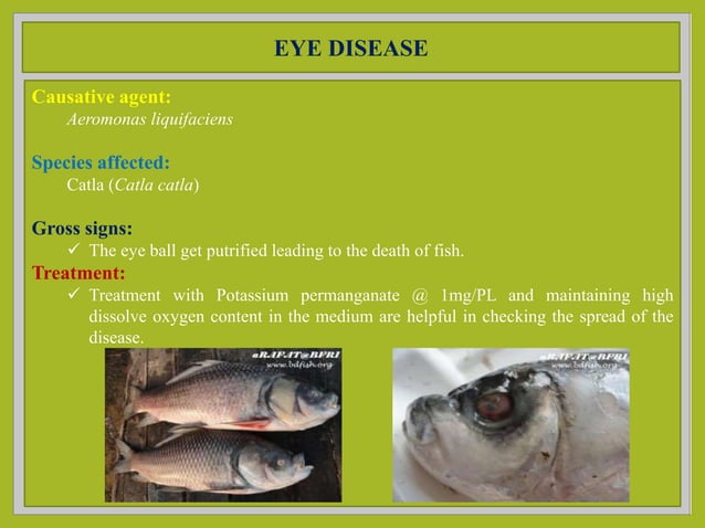 Bacterial disease in finfish and shellfish | PPTX | Infectious Diseases ...