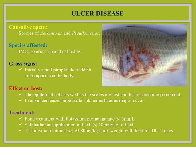 Bacterial disease in finfish and shellfish | PPTX | Infectious Diseases ...