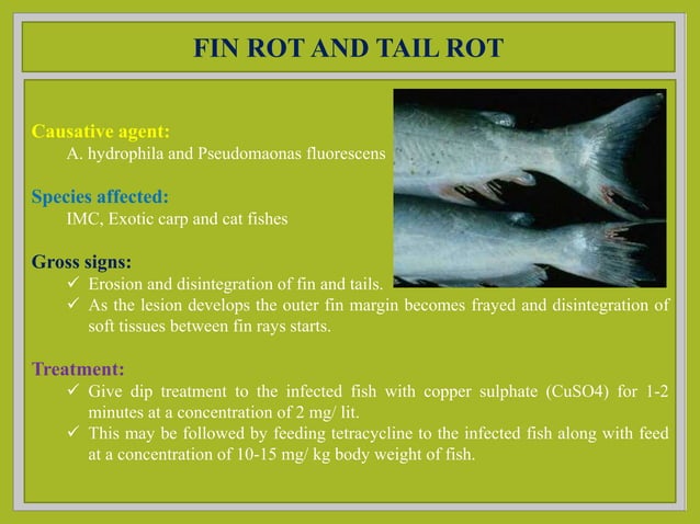 Bacterial disease in finfish and shellfish | PPTX | Infectious Diseases ...