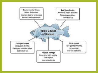 Bacterial disease in finfish and shellfish | PPTX