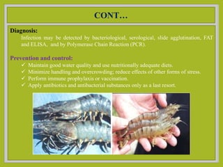 Bacterial disease in finfish and shellfish | PPTX