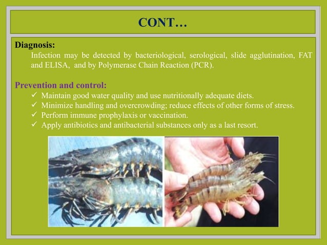 Bacterial disease in finfish and shellfish | PPTX | Infectious Diseases ...