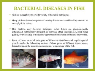 Bacterial disease in finfish and shellfish | PPTX