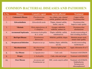 Bacterial disease in finfish and shellfish | PPTX