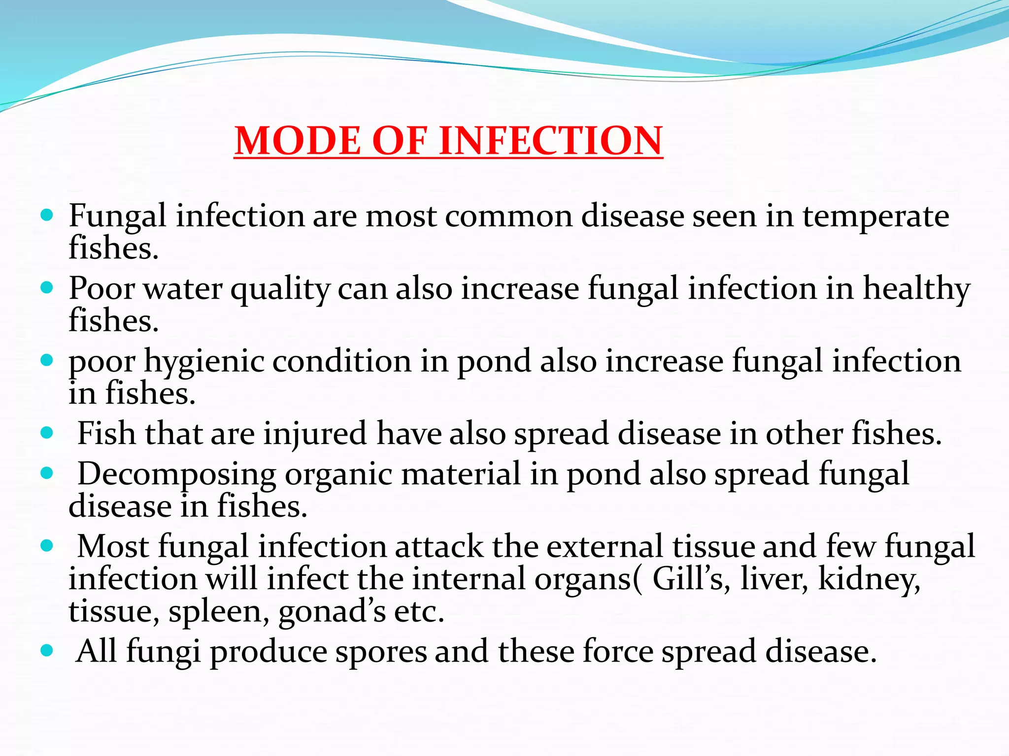 Bacterial Disease in Fish by bushra mushtaq.ppt
