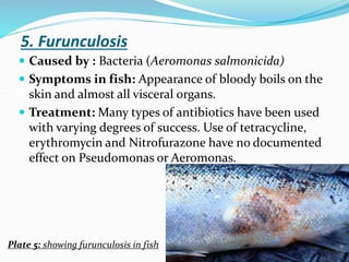 Bacterial Disease in Fish by bushra mushtaq.ppt