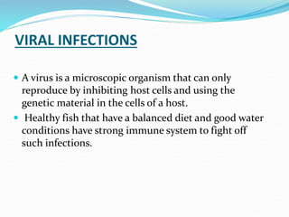 Bacterial Disease in Fish by bushra mushtaq.ppt