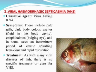 Bacterial Disease in Fish by bushra mushtaq.ppt