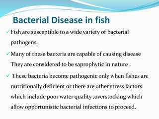 Bacterial Disease in Fish by bushra mushtaq.ppt