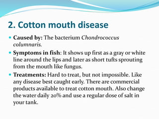 Bacterial Disease in Fish by bushra mushtaq.ppt