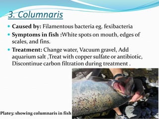 Bacterial Disease in Fish by bushra mushtaq.ppt